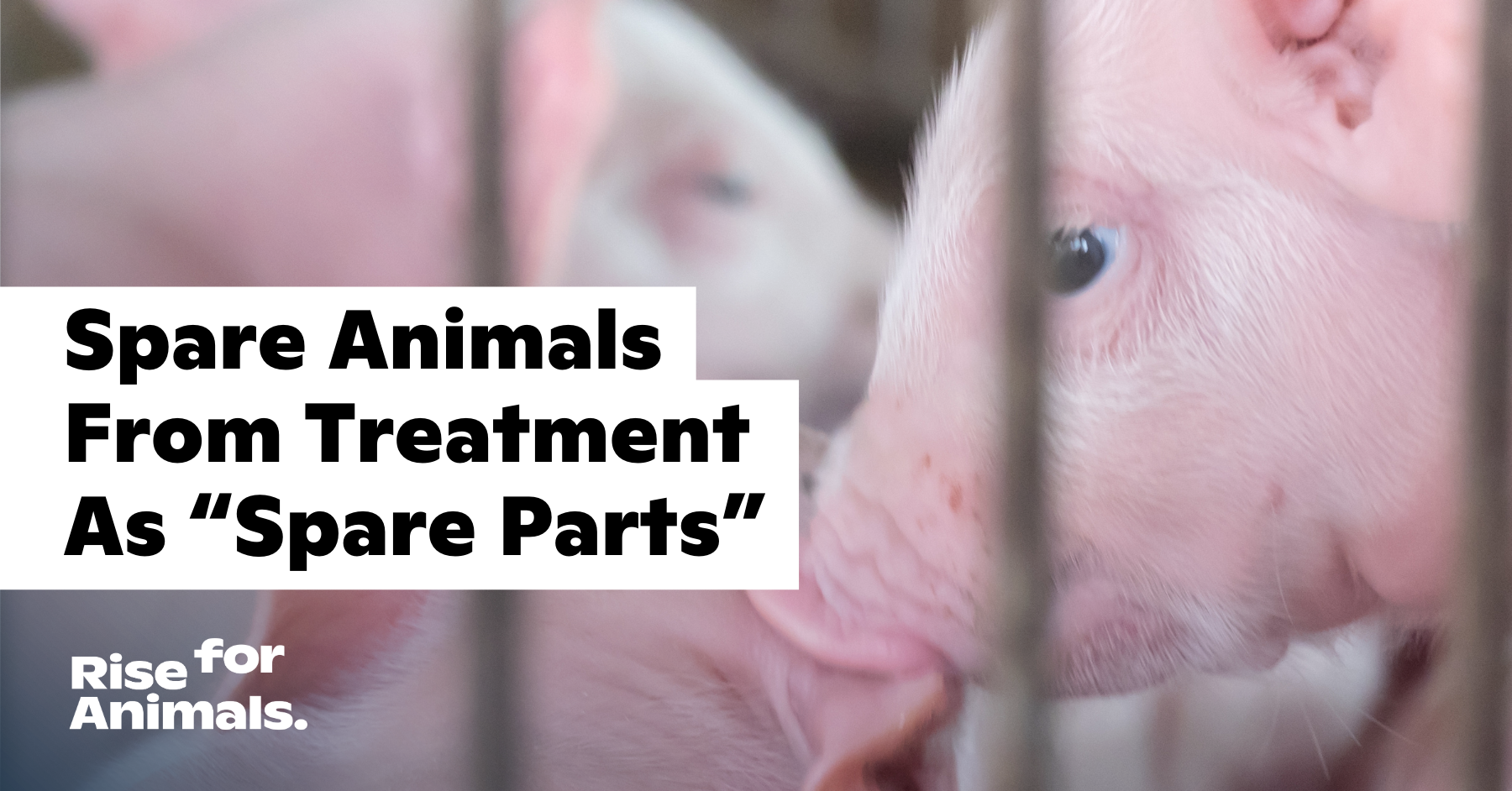 Spare Animals from Treatment as “Spare Parts” – Rise for Animals