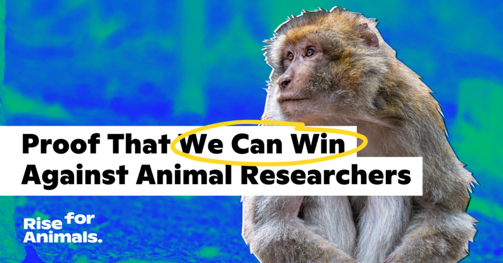 Proof That We Can Win Against Animal Researchers – Rise for Animals
