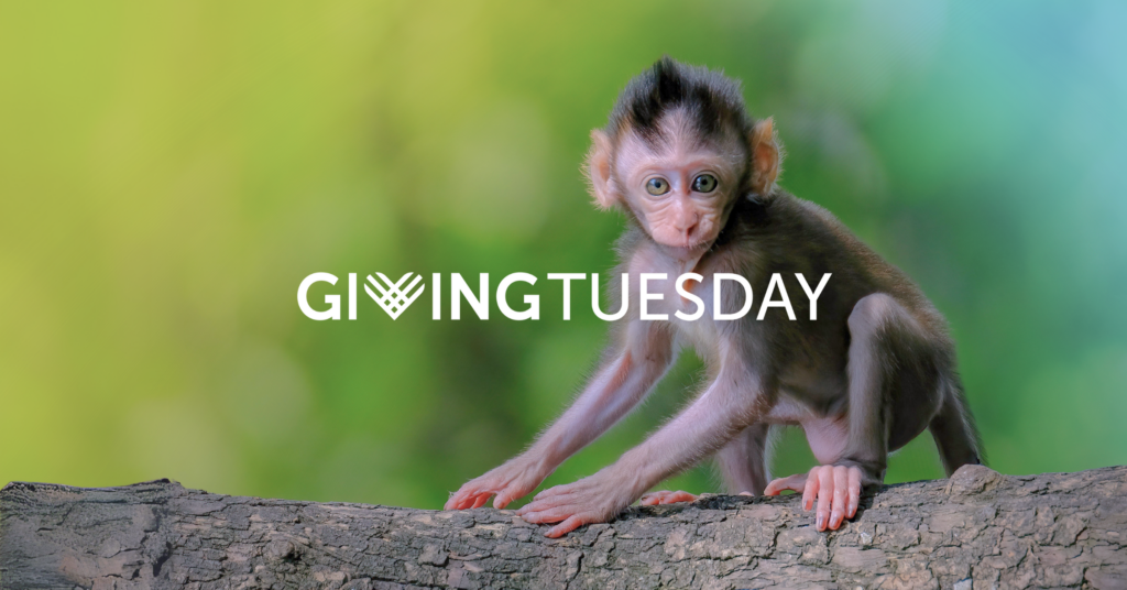 Donate to Rise for Animals on Giving Tuesday – Rise for Animals