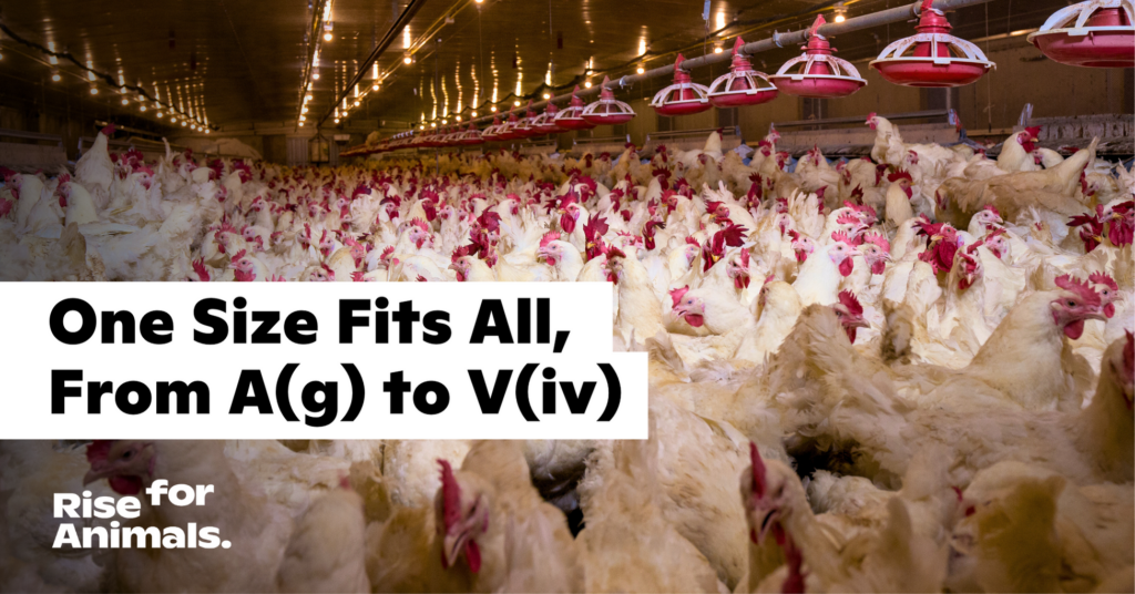One Size Fits All, from A(g) to V(iv) – Rise for Animals