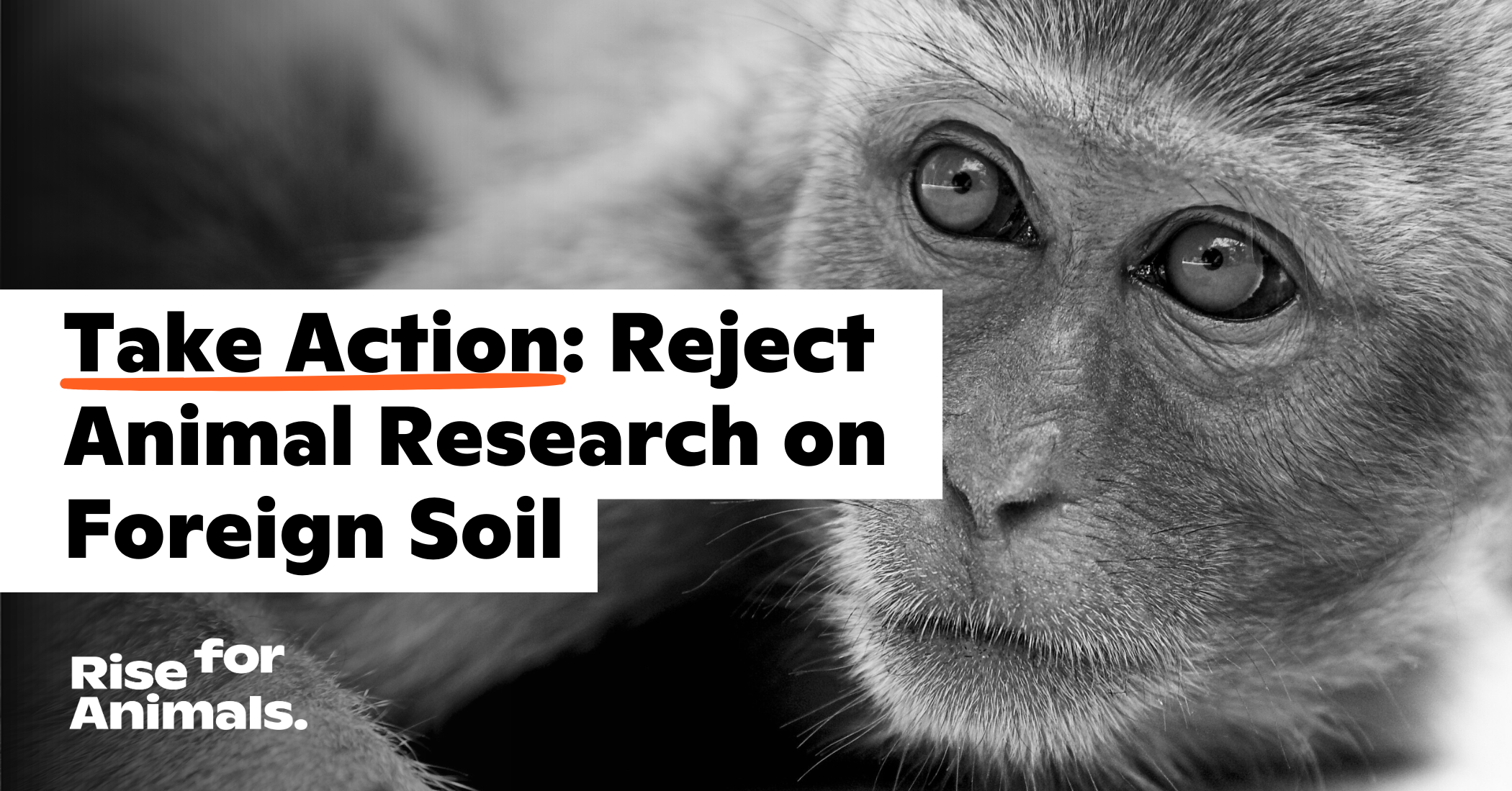 Take Action: Reject Animal Research on Foreign Soil – Rise for Animals
