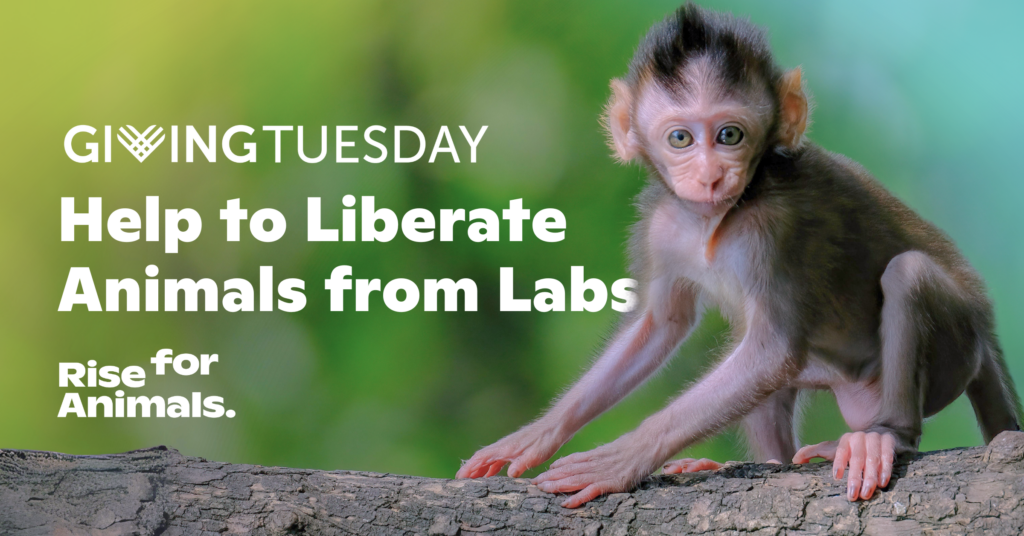 Donate to Rise for Animals on Giving Tuesday – Rise for Animals