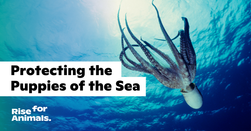 Protecting the Puppies of the Sea – Rise for Animals
