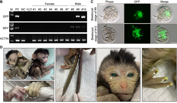 Greed’s Green Glow – Rise for Animals