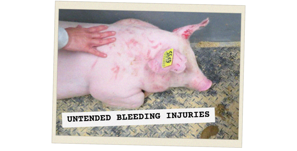 Unveiled: The Farmed Animals of the Research Industry – Rise for Animals