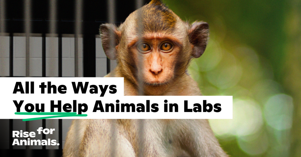All the Ways You’re Helping Animals In Labs – Rise for Animals