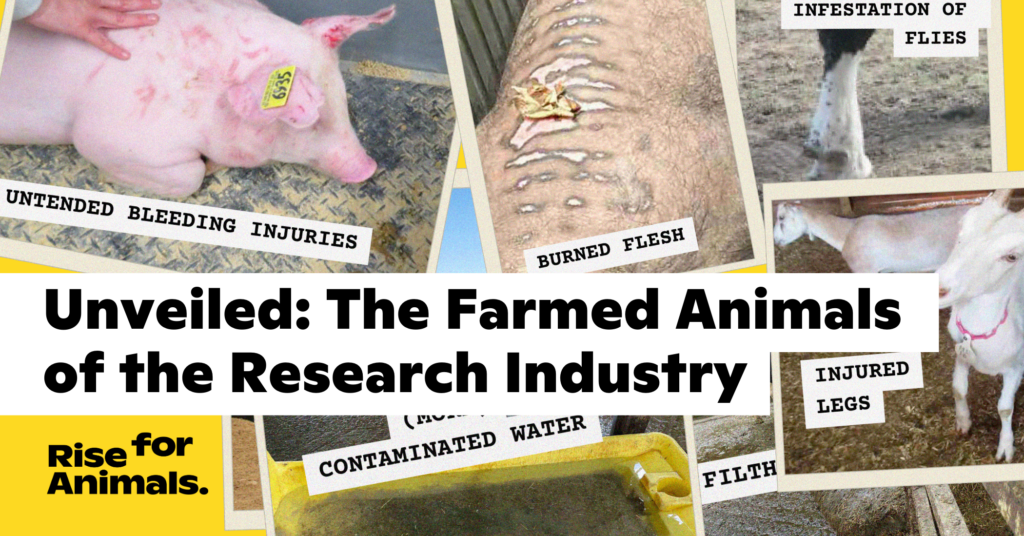 Unveiled: The Farmed Animals of the Research Industry – Rise for Animals