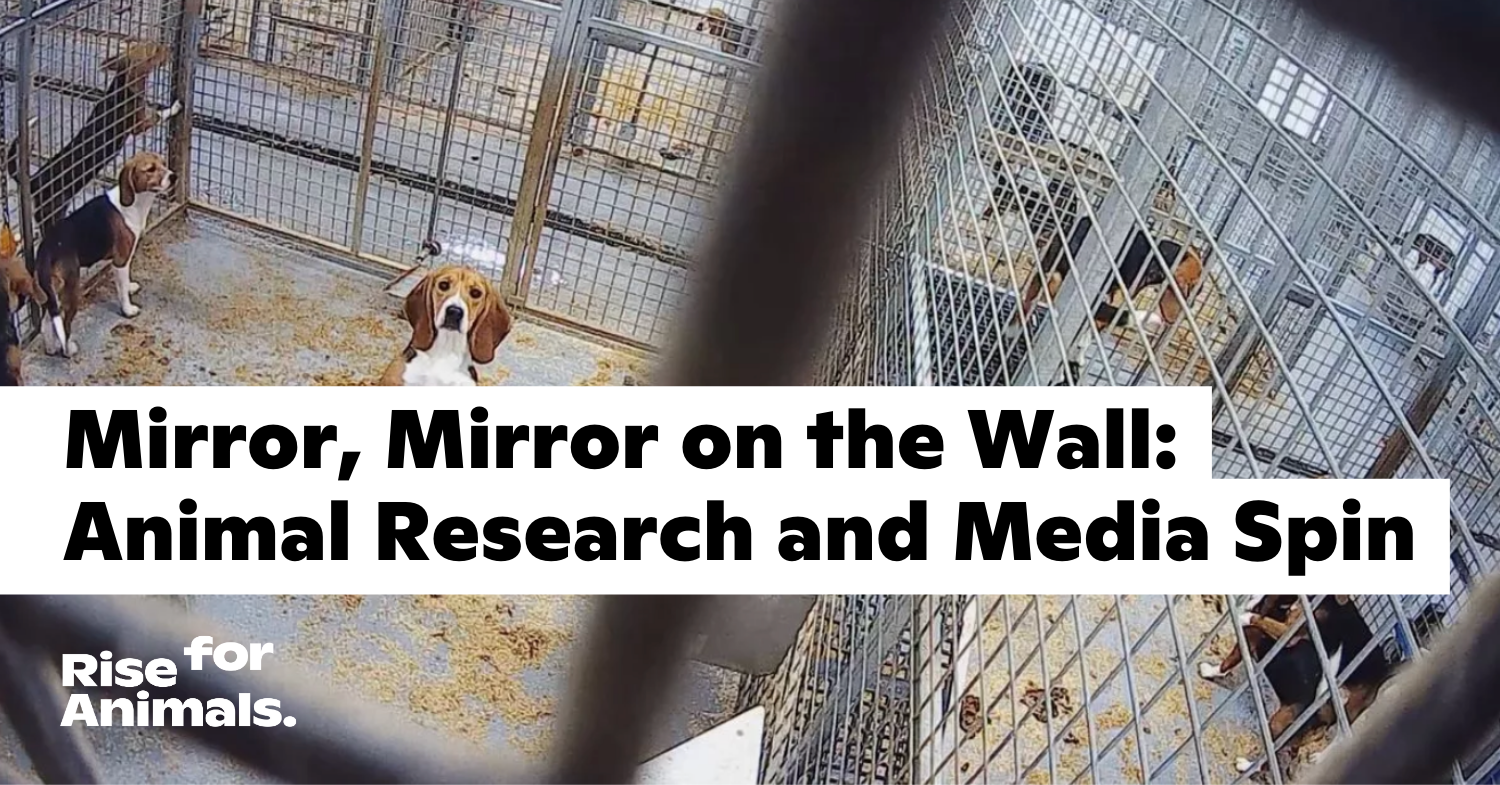 Mirror, Mirror on the Wall: Animal Research and Media Spin – Rise for ...