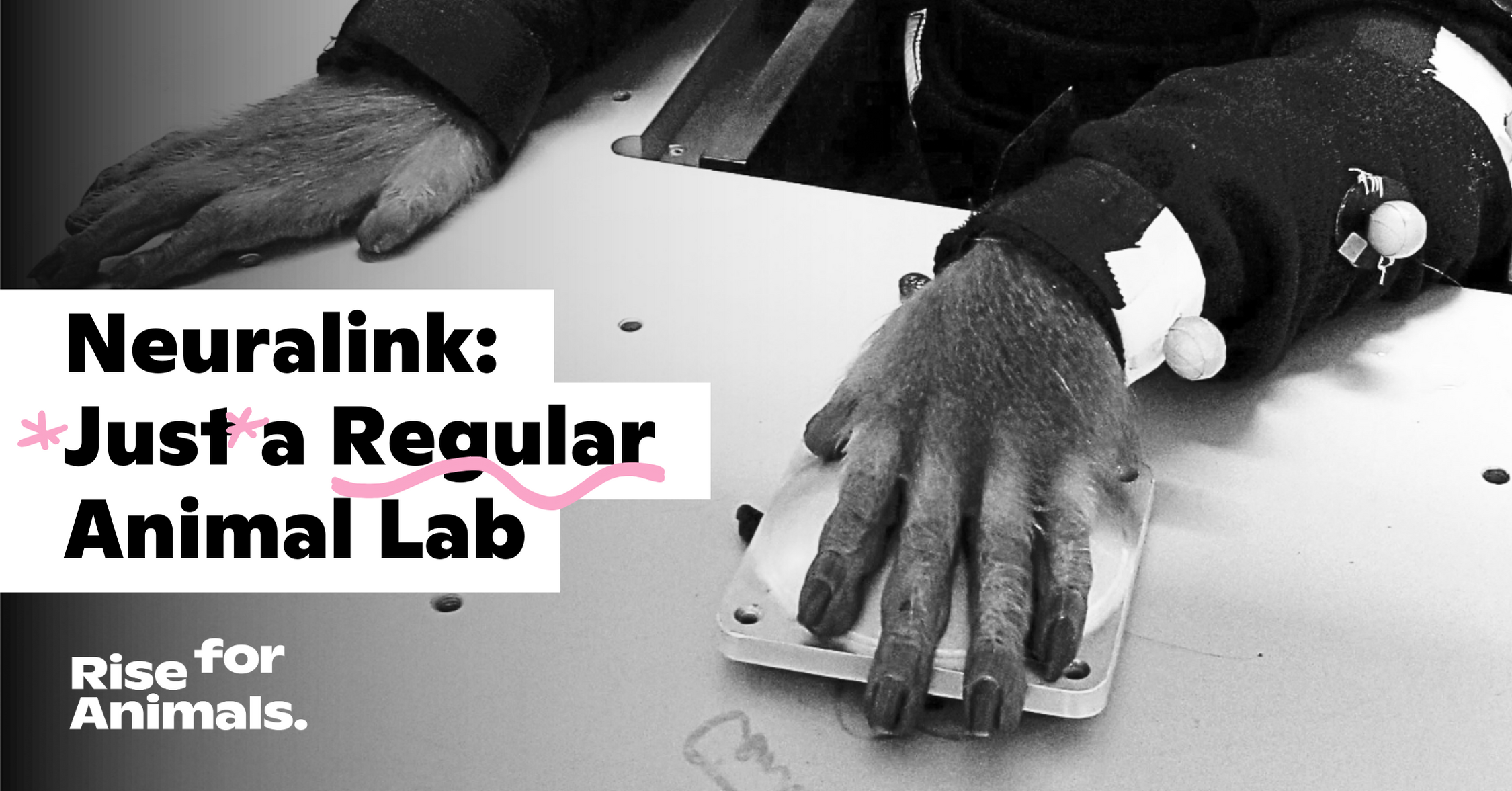 Neuralink: *Just* a Regular Animal Lab – Rise for Animals