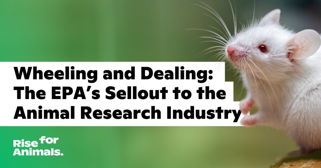 The EPA’s Sellout to the Animal Research Industry – Rise for Animals