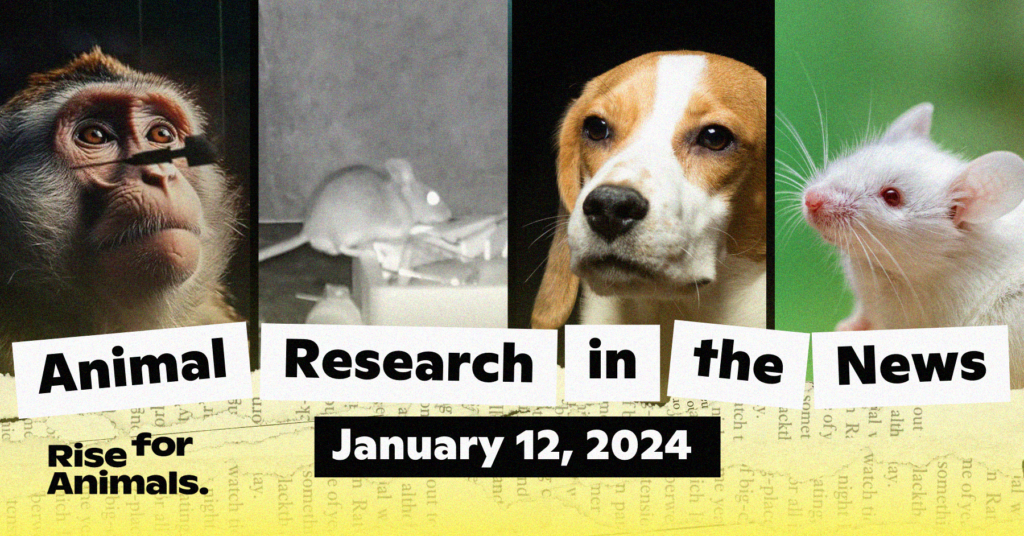 Animal Research News Roundup: January 12, 2024 – Rise for Animals