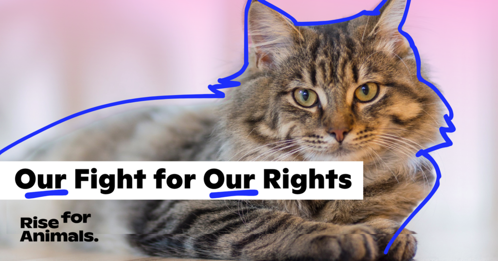 OUR Fight for OUR Rights – Rise for Animals