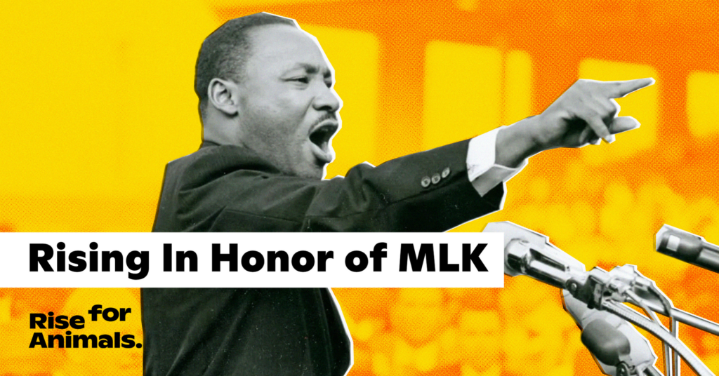 Rising In Honor of MLK – Rise for Animals