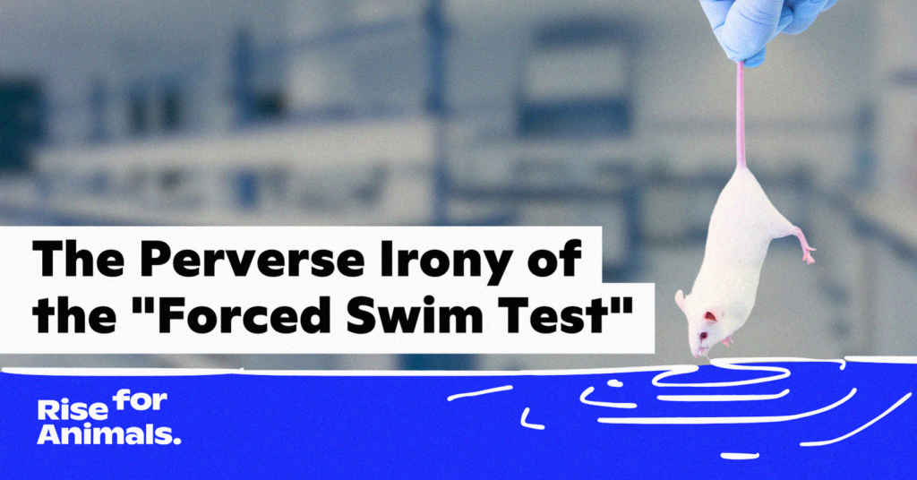 Treading Water: The Perverse Irony of the "Forced Swim Test" – Rise for ...