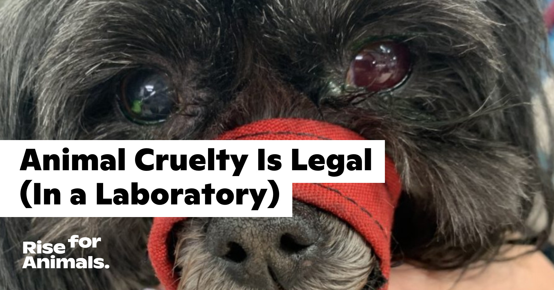 Animal Cruelty Is Legal (In a Laboratory) – Rise for Animals