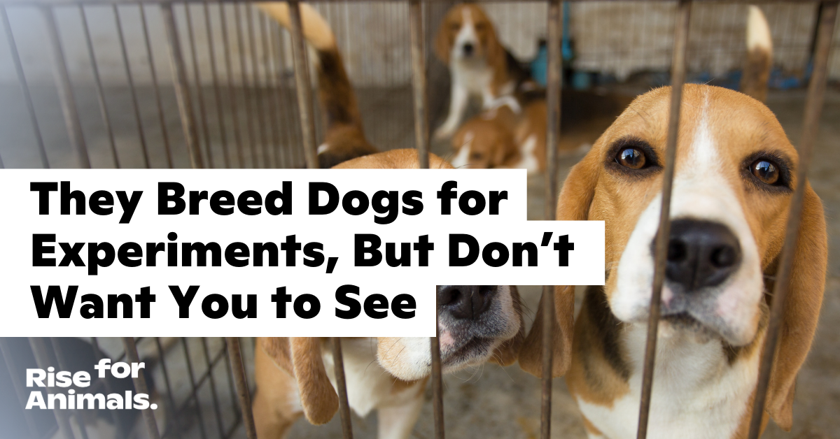 They Breed Dogs for Experiments, But Don’t Want You to See – Rise for ...
