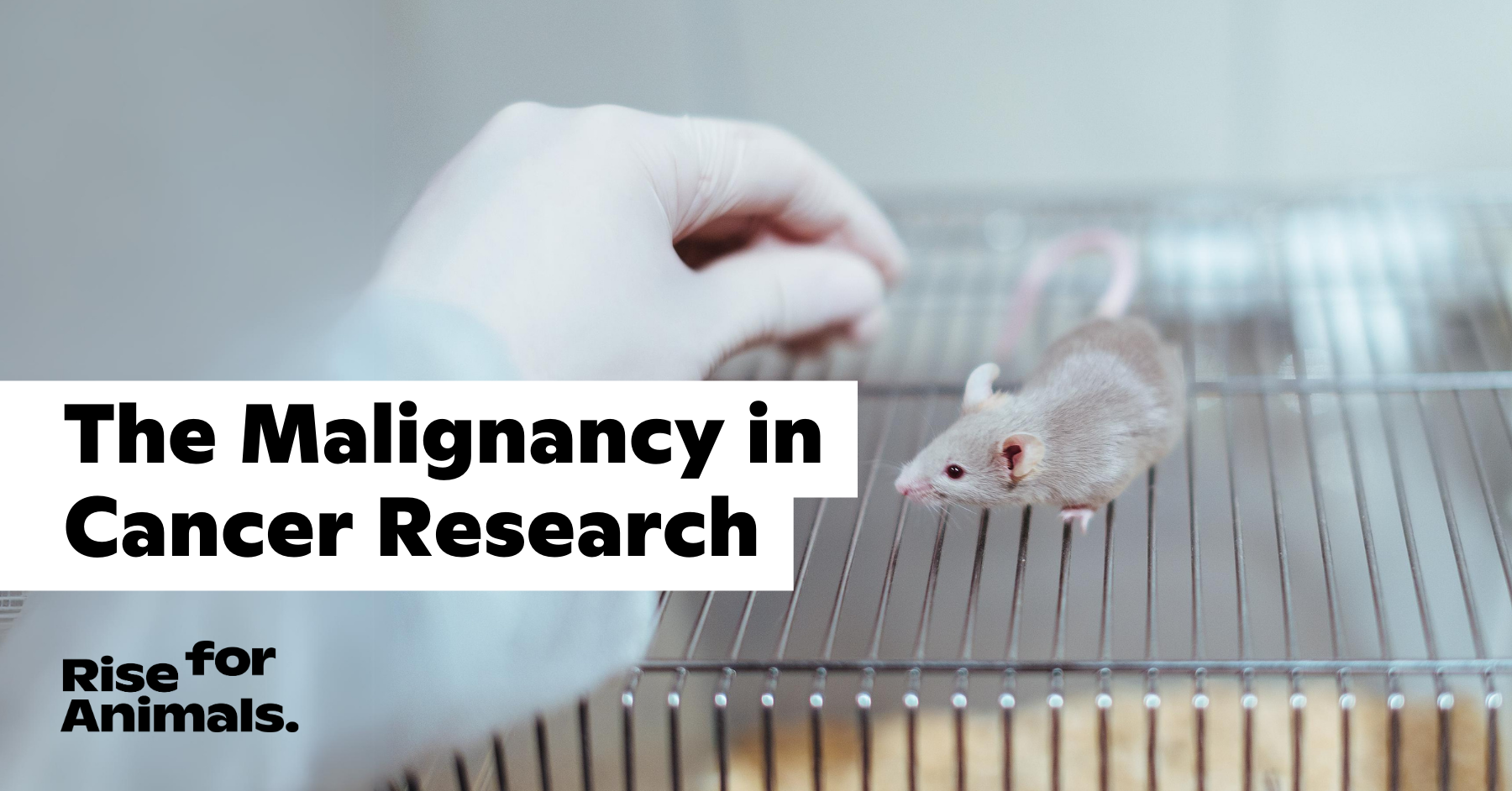 The Malignancy in Cancer Research – Rise for Animals
