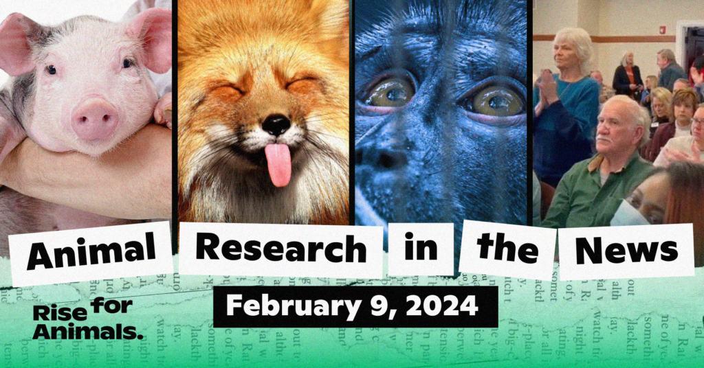 Animal Research News Roundup: February 9, 2024 – Rise for Animals