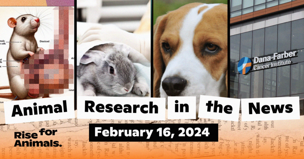 Animal Research News Roundup: February 16, 2024 – Rise for Animals