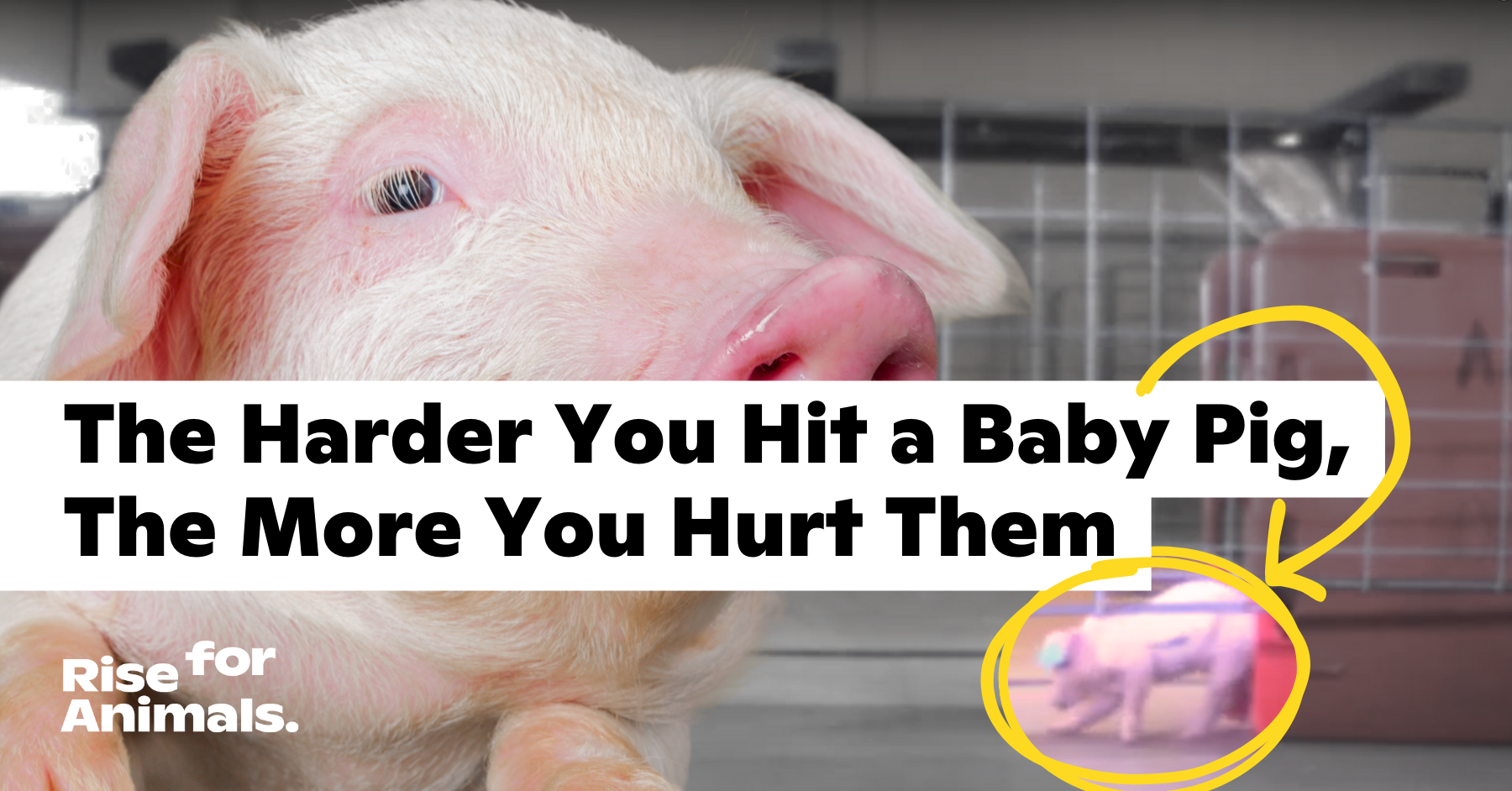 The Harder You Hit a Baby Pig, the More You Hurt Them – Rise for Animals