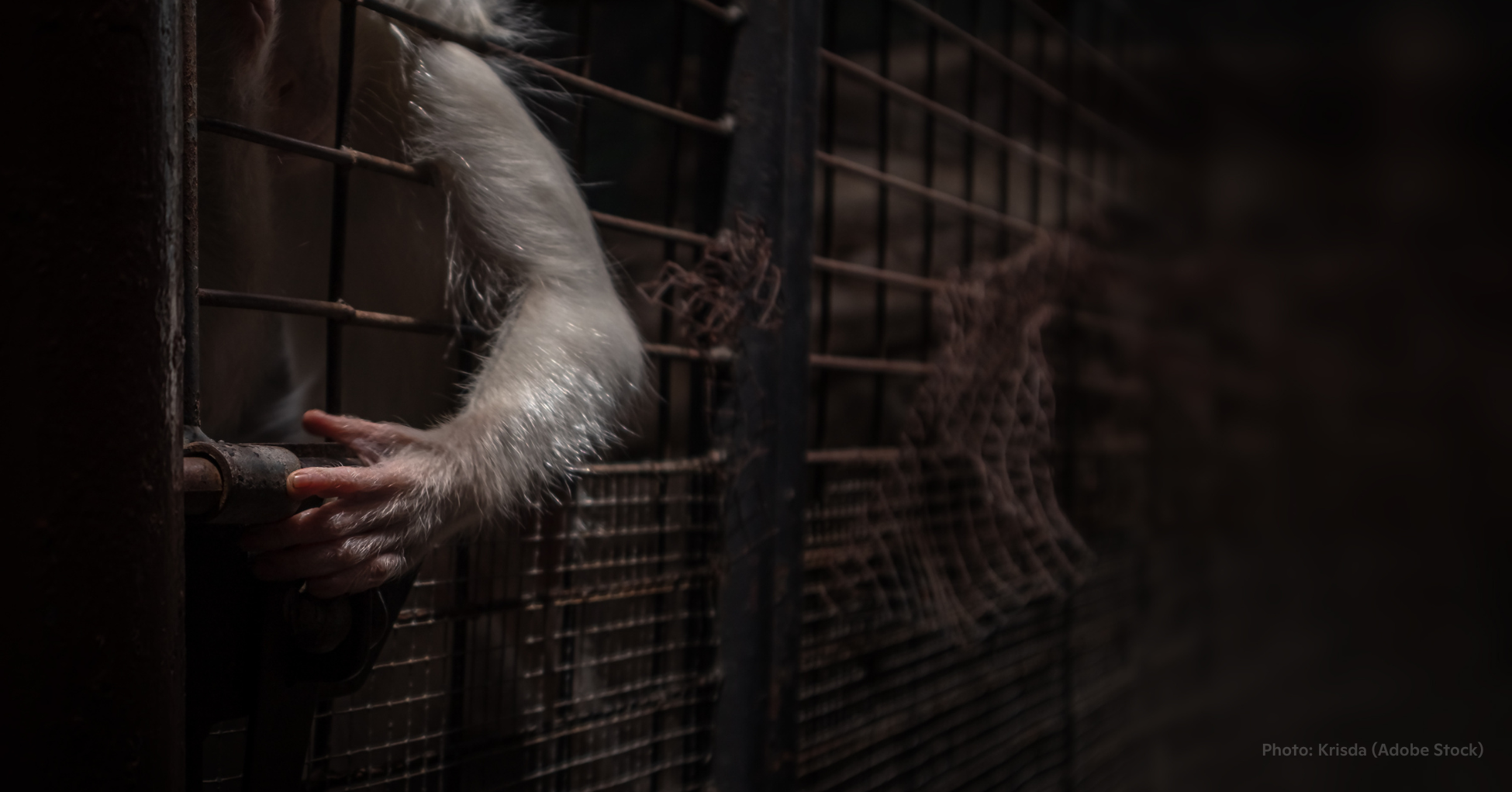 The Sordid Self-Policing of the Animal Research Industry – Rise for Animals