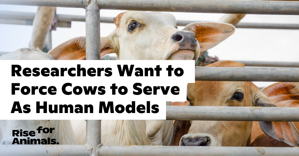Researchers Want to Force Cows to Serve as Human Models – Rise for Animals