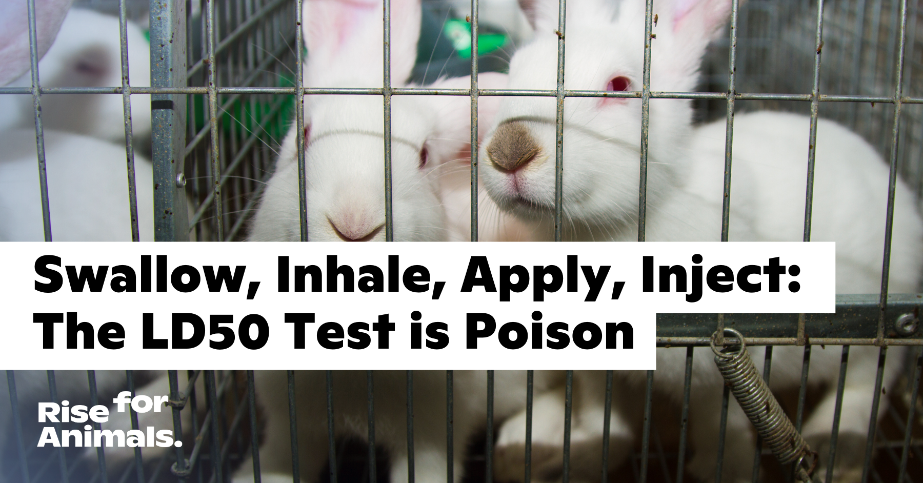 Swallow, Inhale, Apply, Inject: The LD50 Test is Poison – Rise for Animals