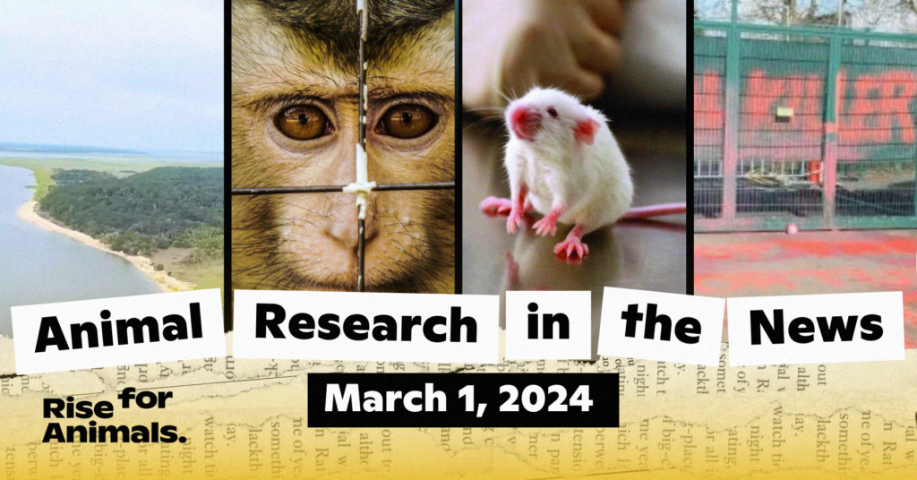 Animal Research News Roundup: March 1, 2024 – Rise for Animals