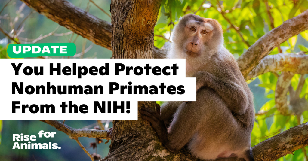 Update: You Helped Protect Nonhuman Primates from the NIH! – Rise for ...