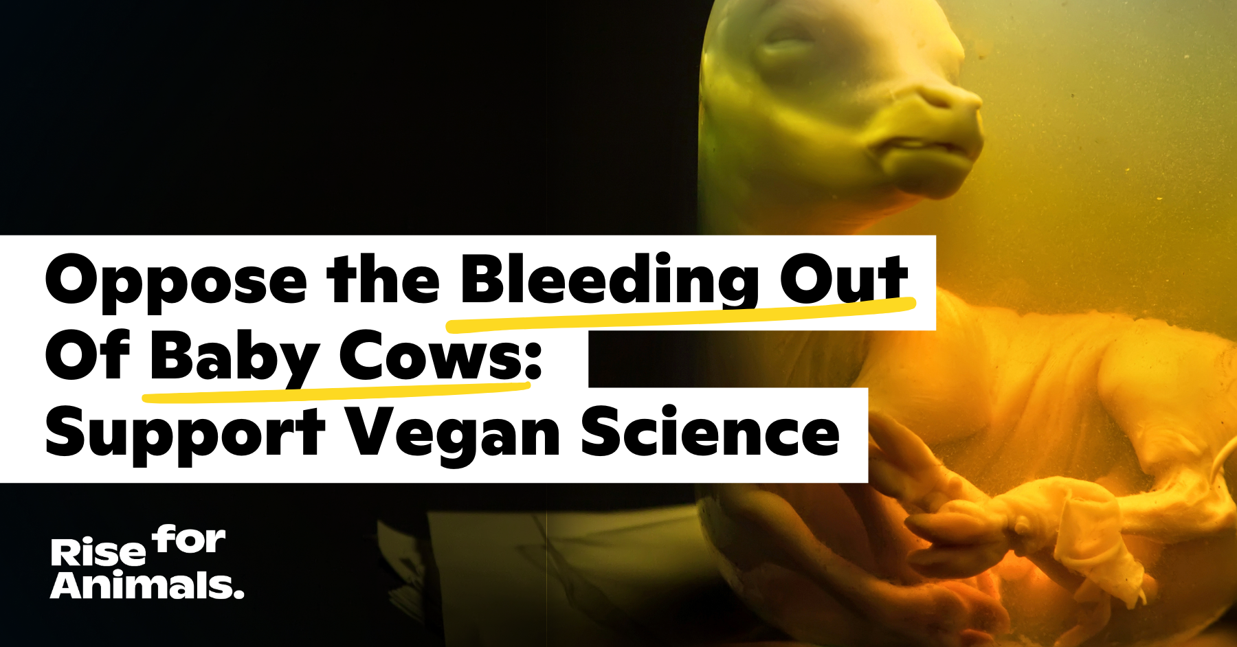 Oppose the Bleeding Out of Baby Cows: Support Vegan Science – Rise for ...
