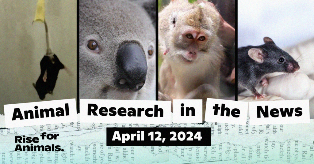 Animal Research News Roundup: April 12, 2024 – Rise for Animals