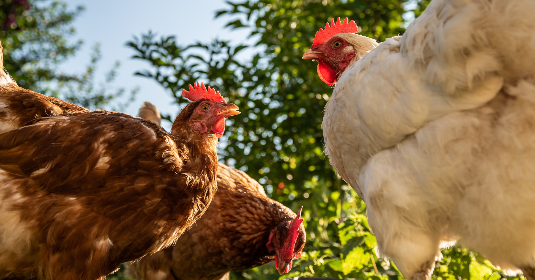 Chickens Are Cooped Up in Labs. Please Help Us Free Them. – Rise for ...