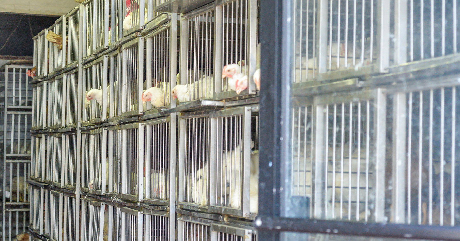 Chickens Are Cooped Up in Labs. Please Help Us Free Them. – Rise for ...