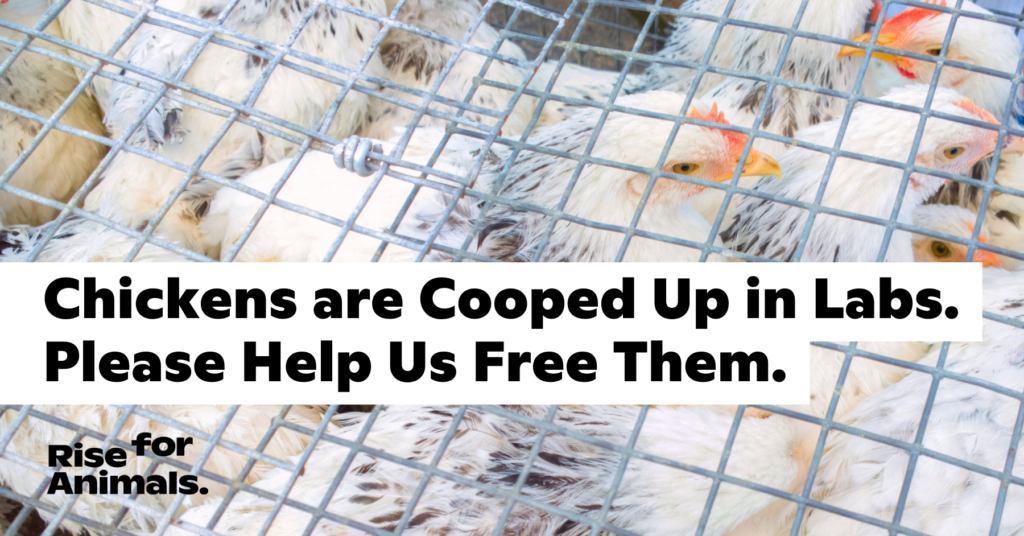 Chickens Are Cooped Up in Labs. Please Help Us Free Them. – Rise for ...