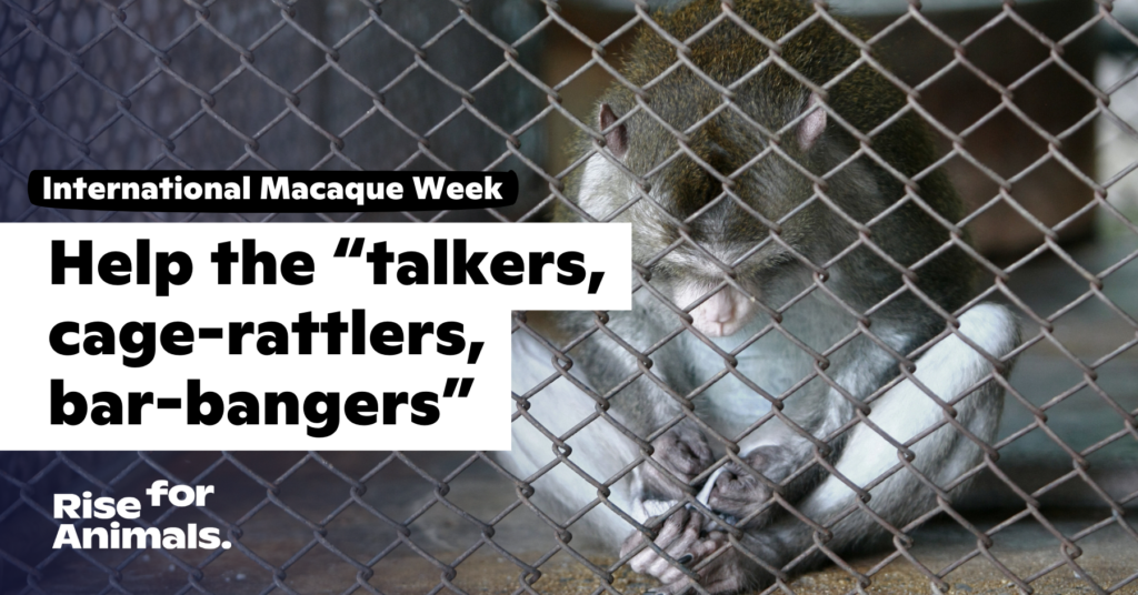 IMW Part II: Help the “talkers, cage-rattlers, bar-bangers” – Rise for ...