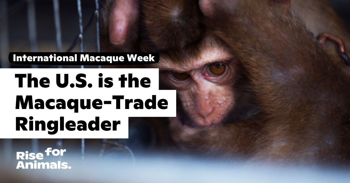 IMW Part I: The U.S. is the Macaque-Trade Ringleader – Rise for Animals