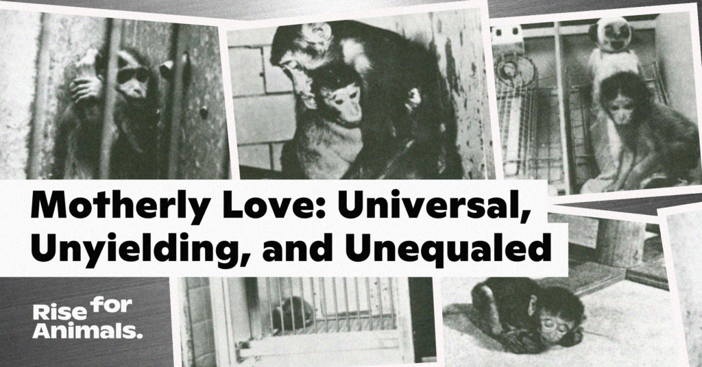 Motherly Love: Universal, Unyielding, and Unequaled – Rise for Animals
