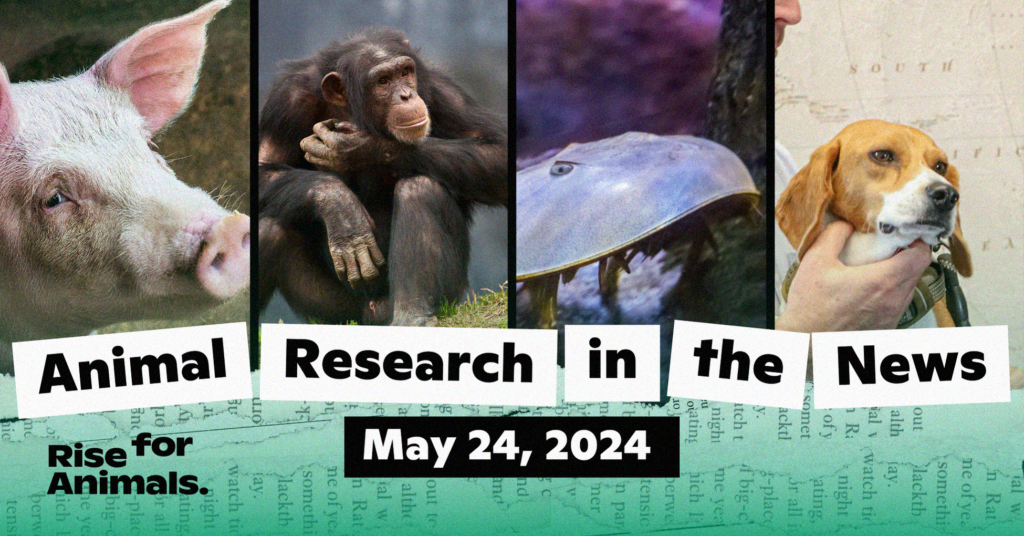 Animal Research News Roundup: May 24, 2024 – Rise for Animals