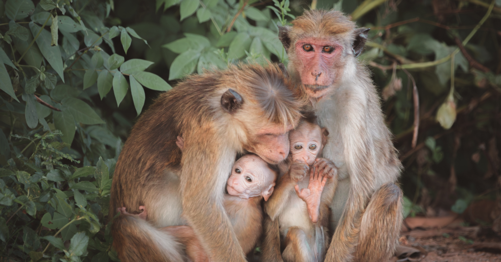 The Animal Research Industry’s Attack on Monkey Conservation – Rise for ...