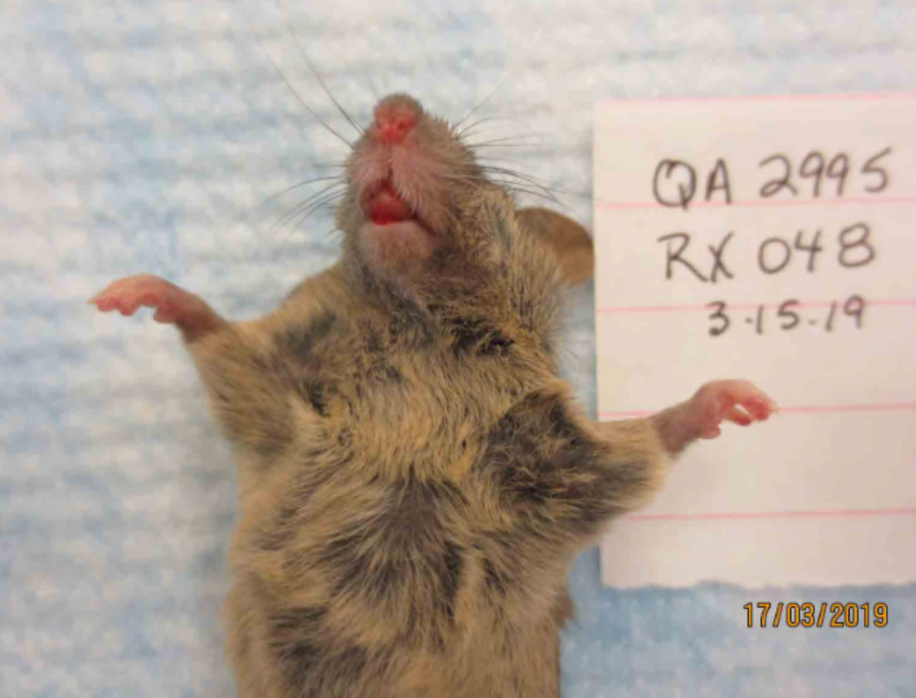 Kill-Traps Kill Animals: Thanks for the New “Research”, USDA – Rise for ...