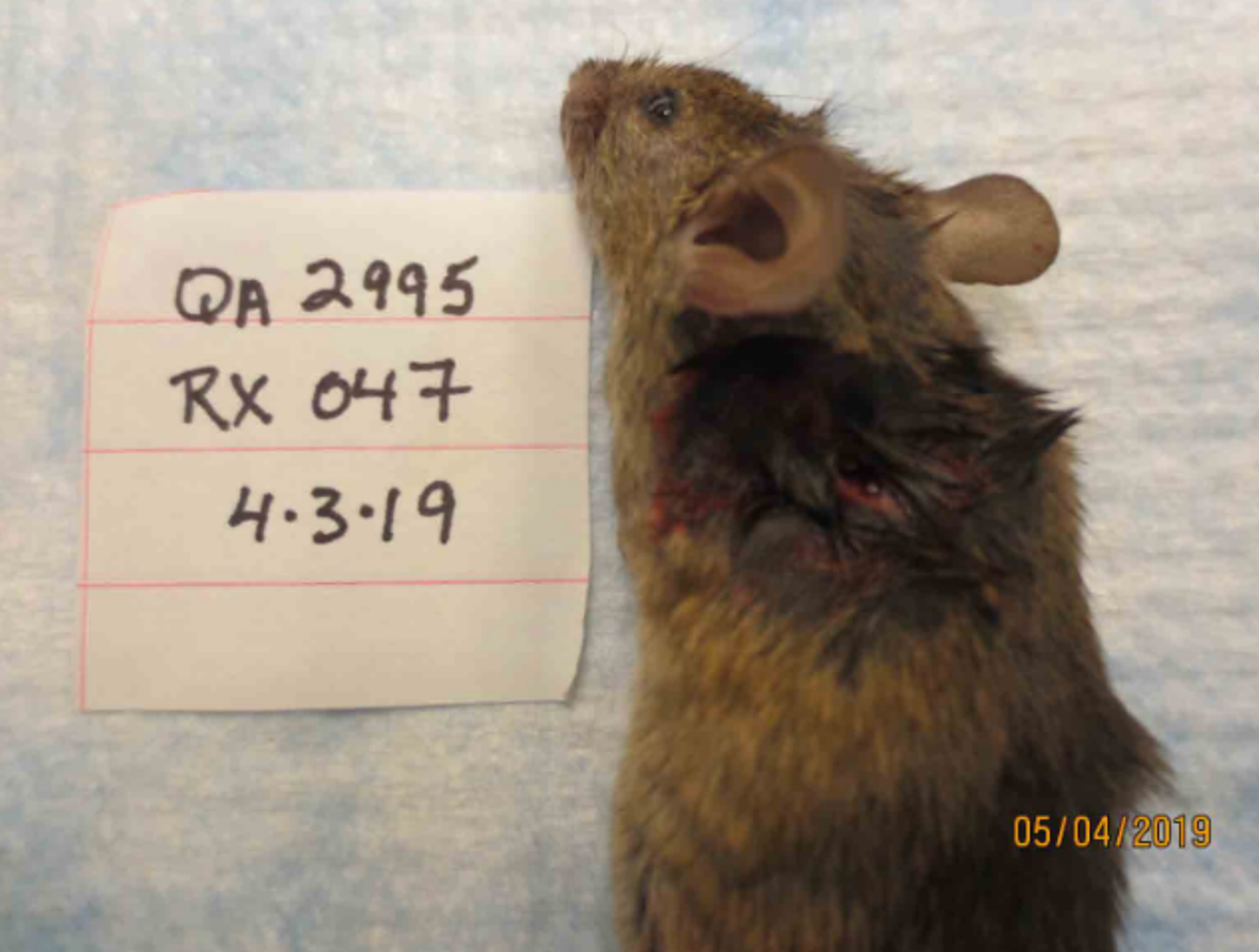 Kill-Traps Kill Animals: Thanks for the New “Research”, USDA – Rise for ...