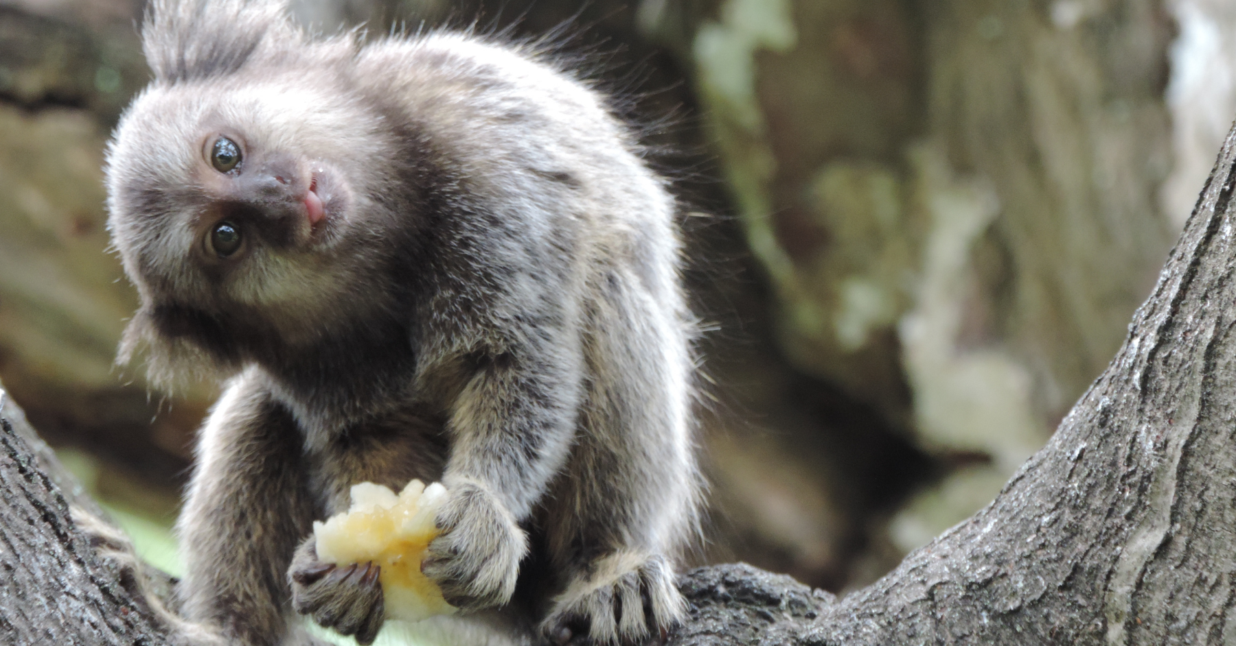 Species Spotlight: Marmosets – Rise for Animals