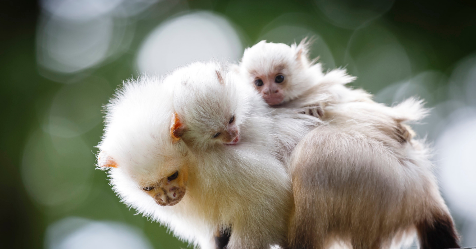 Species Spotlight: Marmosets – Rise for Animals