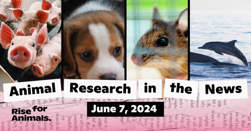 Animal Research News Roundup: June 7, 2024 – Rise for Animals