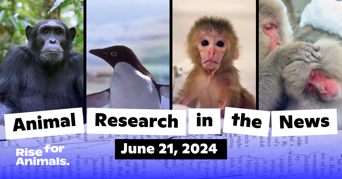 Animal Research News Roundup: June 21, 2024 – Rise for Animals