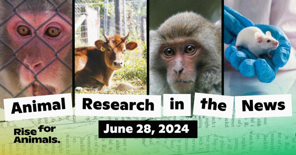 Animal Research News Roundup: June 28, 2024 – Rise for Animals