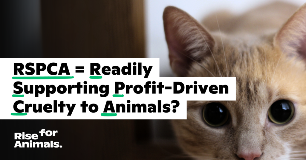 RSPCA = Readily Supporting Profit-Driven Cruelty to Animals? – Rise for ...