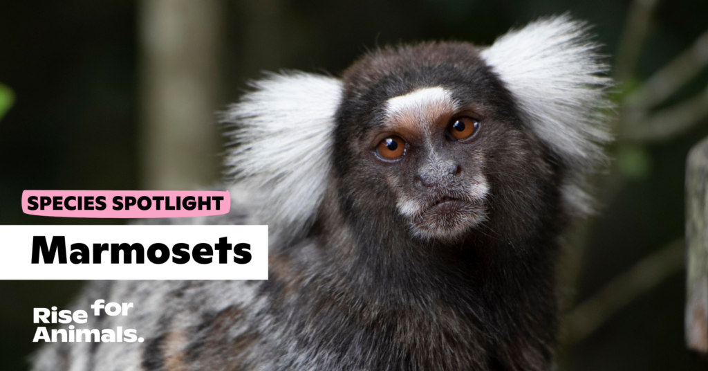 Species Spotlight: Marmosets – Rise for Animals