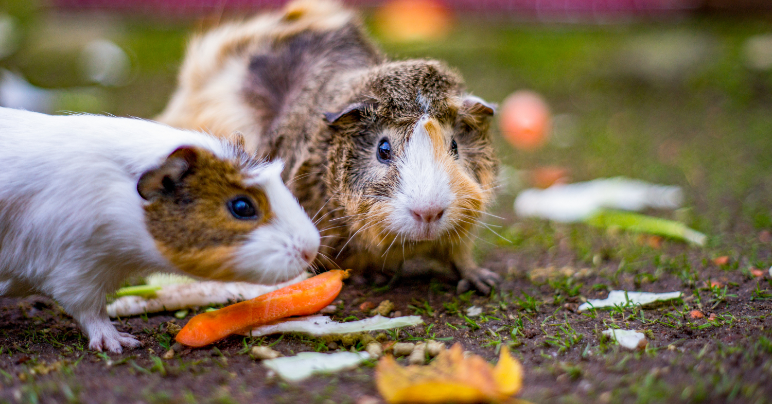 Reclaiming “Guinea Pigs”: Beyond Icons of Animal Research – Rise for ...