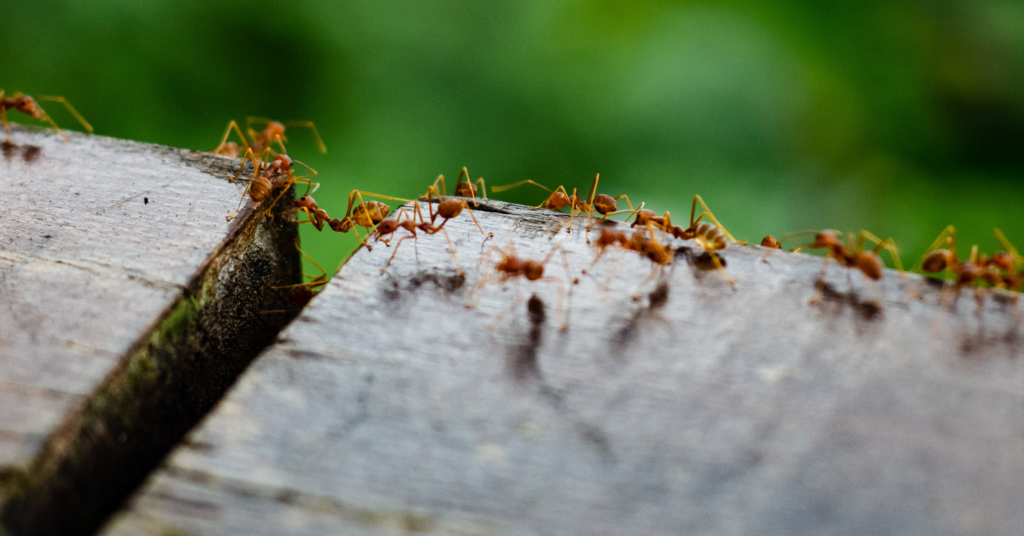 Species Spotlight: Ants – Rise for Animals